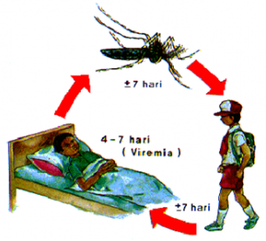 Apa itu Demam Berdarah Dengue (DBD) ? – Berbagi Informasi Mengenai Ilmu ...