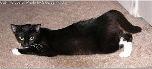 tanda kucing birahi (lordosis posisi) – Berbagi Informasi Mengenai Ilmu ...